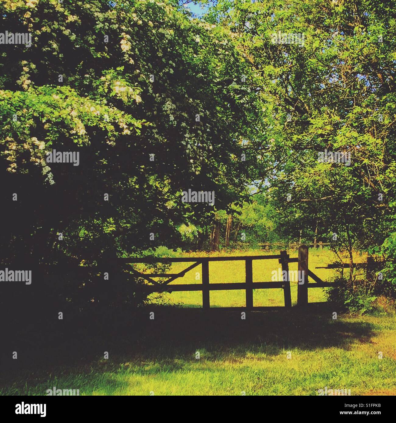 Gate of trees hi-res stock photography and images - Alamy