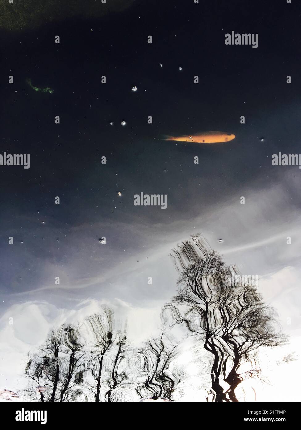 Reflection sky tree koi fish in water hi-res stock photography and ...