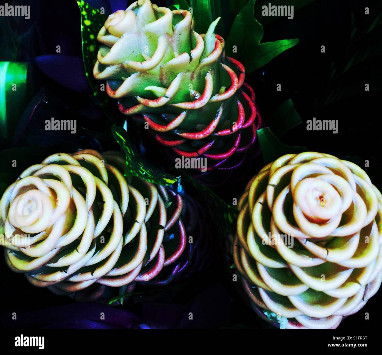 Beehive Ginger, Zingiber spectabilis Stock Photo - Alamy