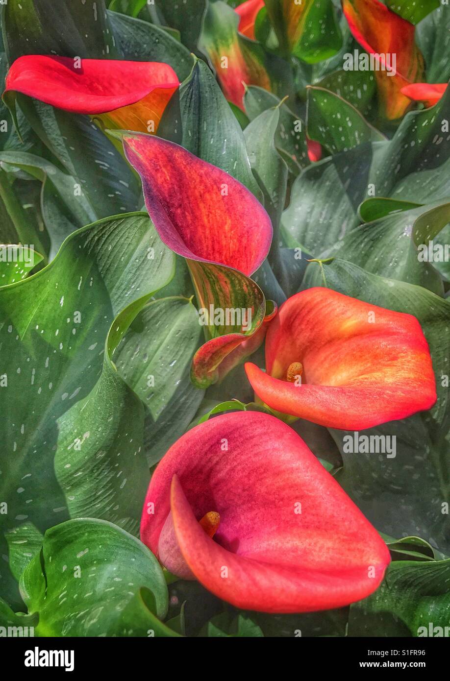 Mango Calla Lilies, Zantedeschia mango Stock Photo - Alamy