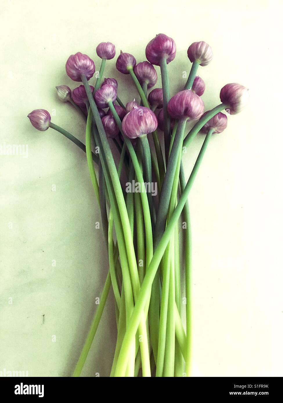 Fresh herb chives hi-res stock photography and images - Alamy