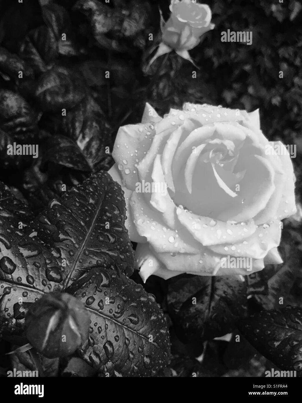 Rose and rain hi-res stock photography and images - Alamy