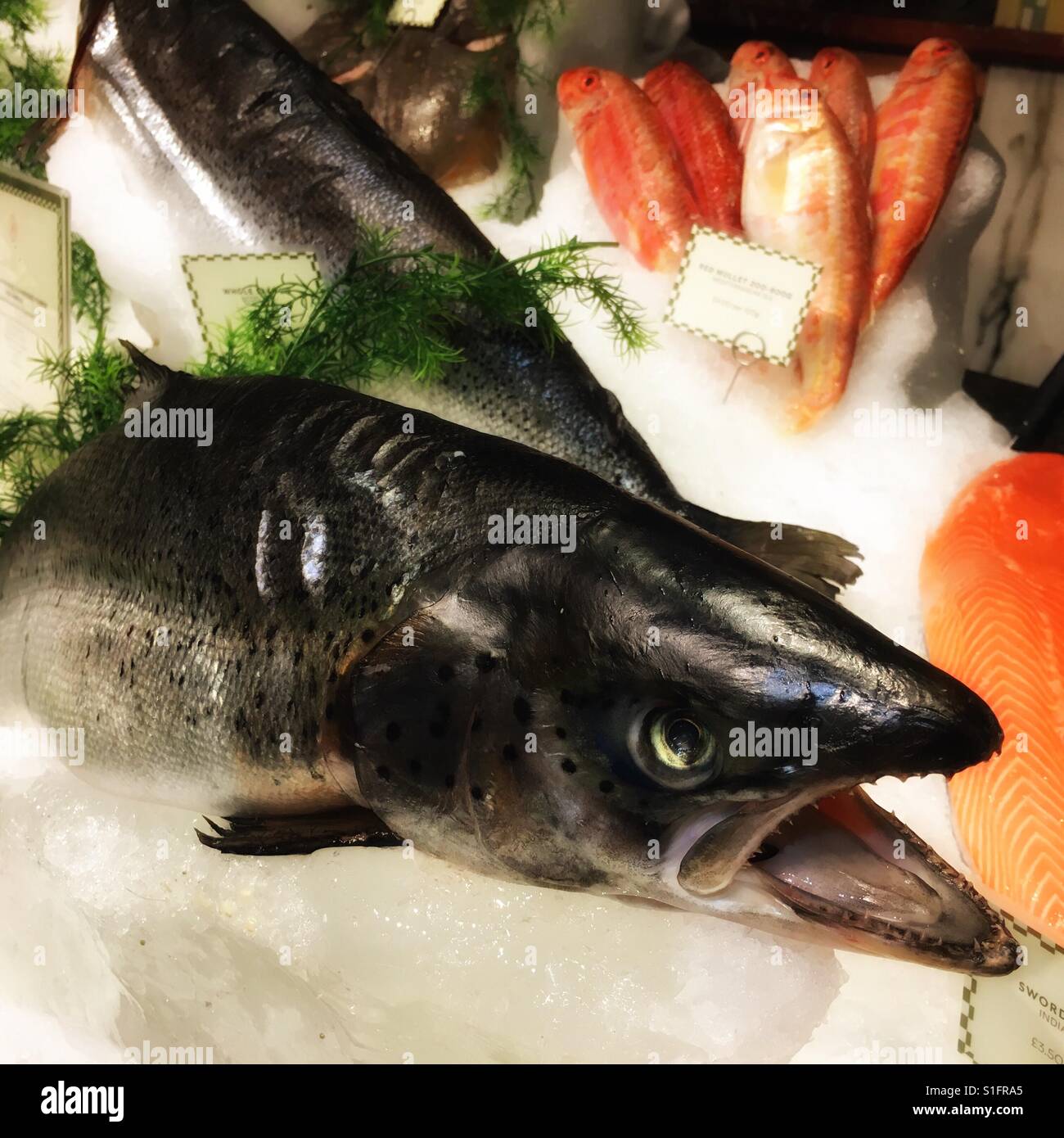 Very shiny fish hi-res stock photography and images - Alamy