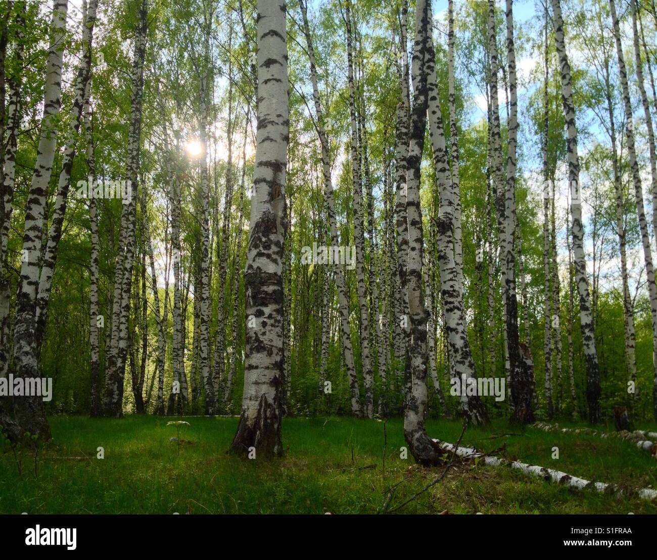 Birch grove hi-res stock photography and images - Alamy