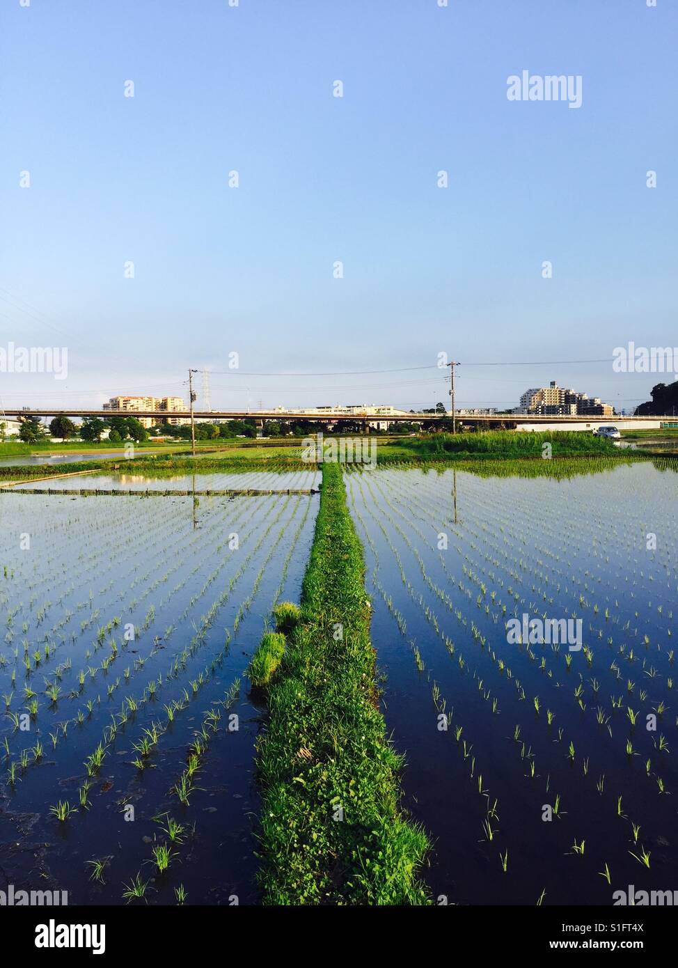 Planted rice field hi-res stock photography and images - Alamy