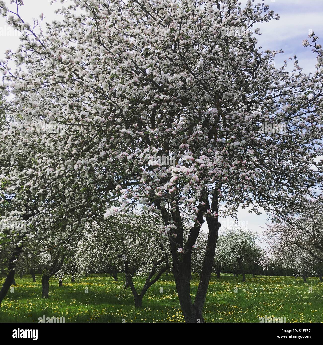 Beautiful blooming trees hi-res stock photography and images - Alamy