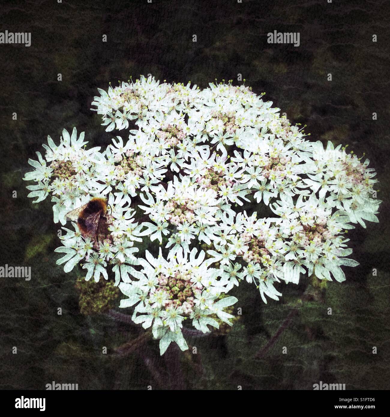 Common hogweed hi-res stock photography and images - Alamy