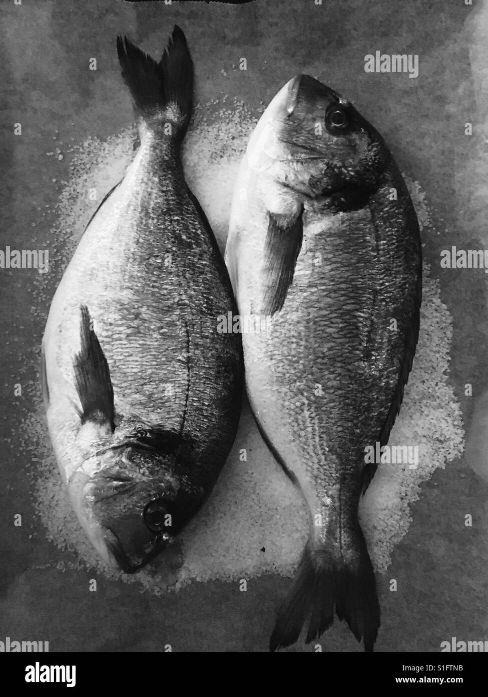 Bream Black and White Stock Photos & Images - Alamy