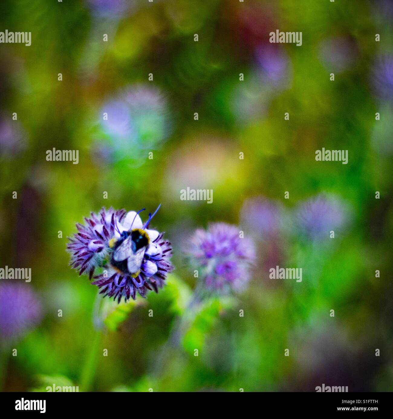 Blues and greens hi-res stock photography and images - Alamy