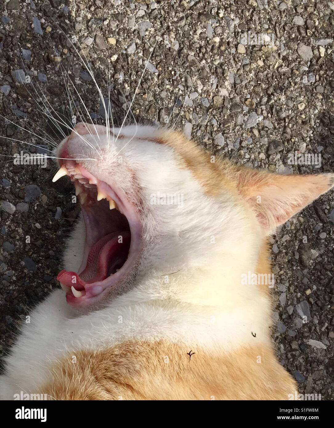 Yawning cat hi-res stock photography and images - Alamy