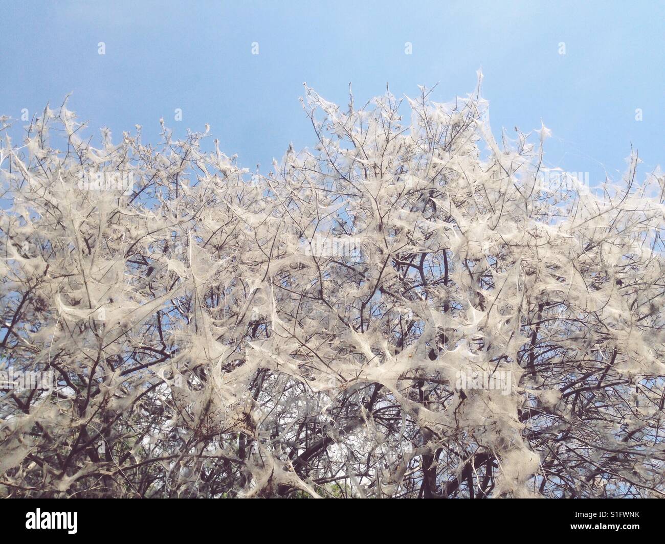 Ermine crown hi-res stock photography and images - Alamy