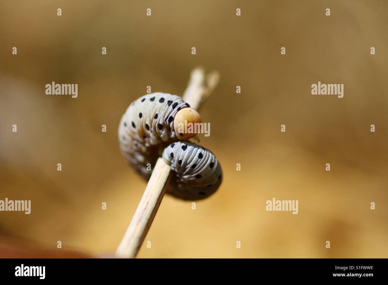 Worm in the wild Stock Photo - Alamy