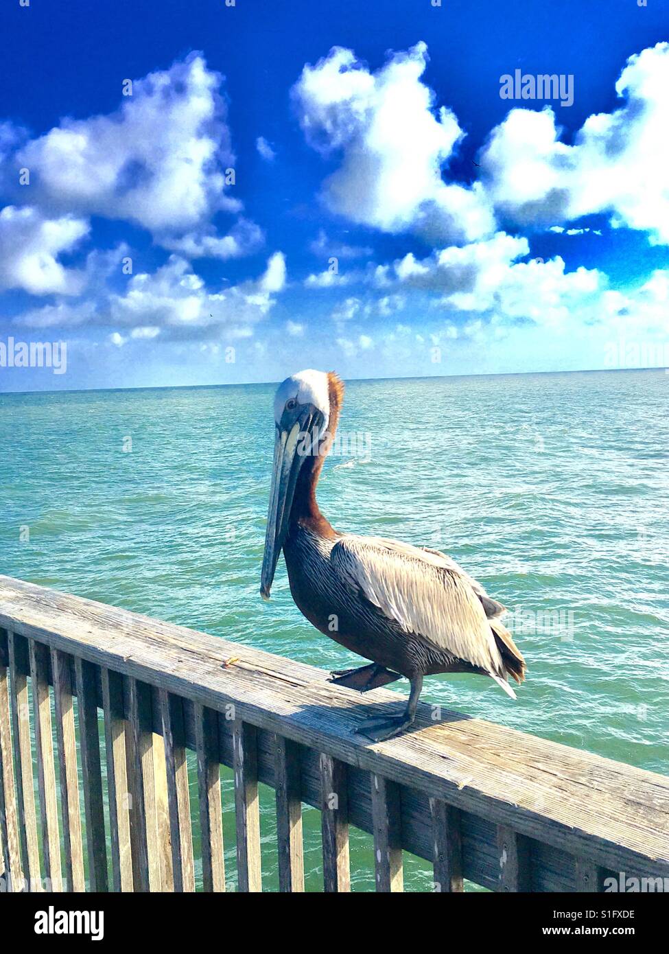 Pelican pier hi-res stock photography and images - Alamy