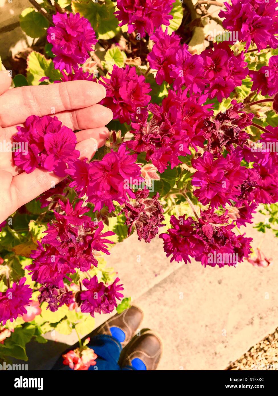 Dry geranium hi-res stock photography and images - Alamy