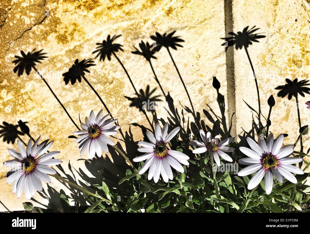 Shadows of garden flowers Stock Photo - Alamy
