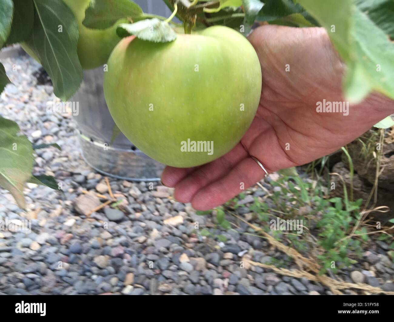 Hand picking an apple hi-res stock photography and images - Alamy
