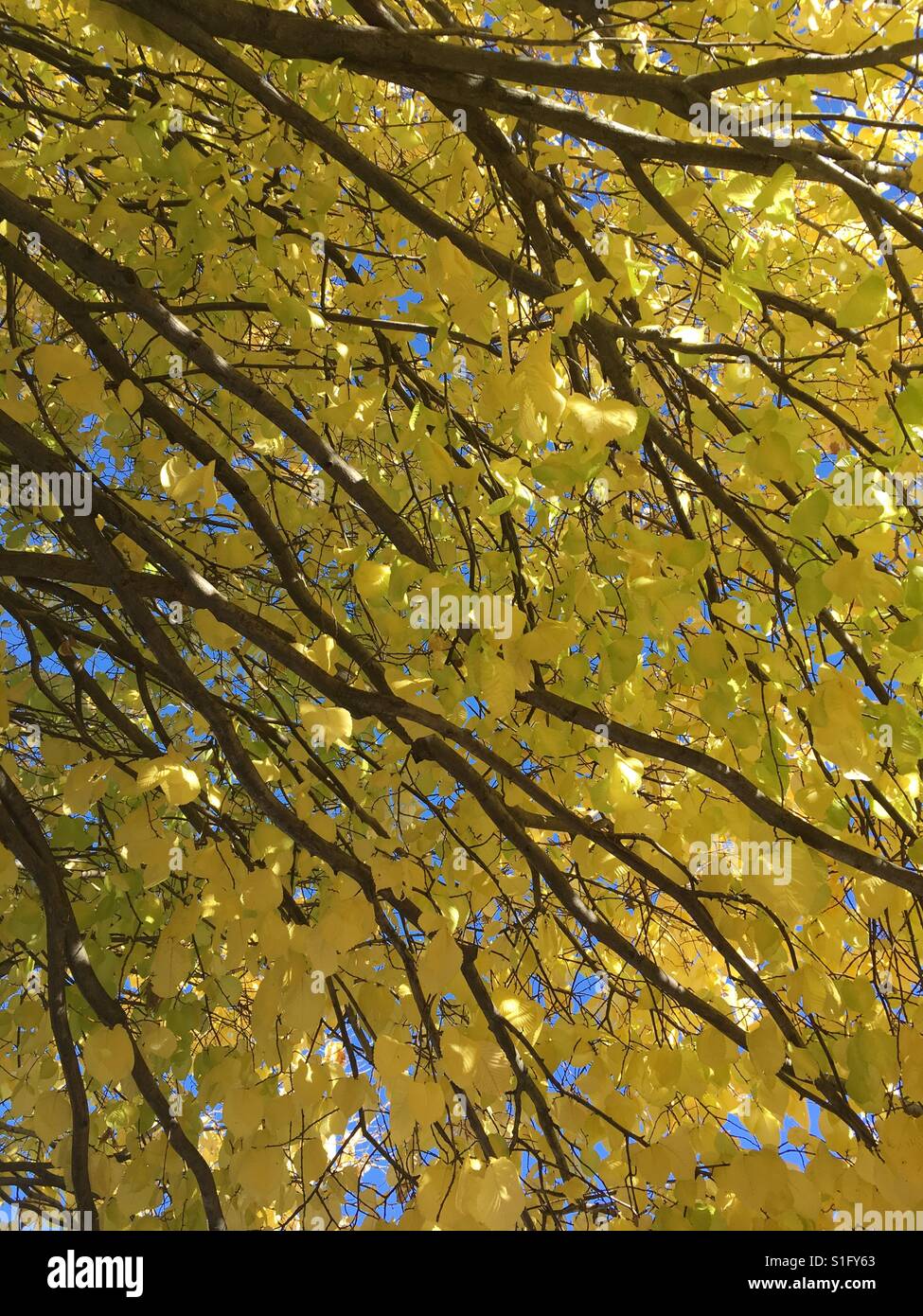 Yellow tree leaves hi-res stock photography and images - Alamy