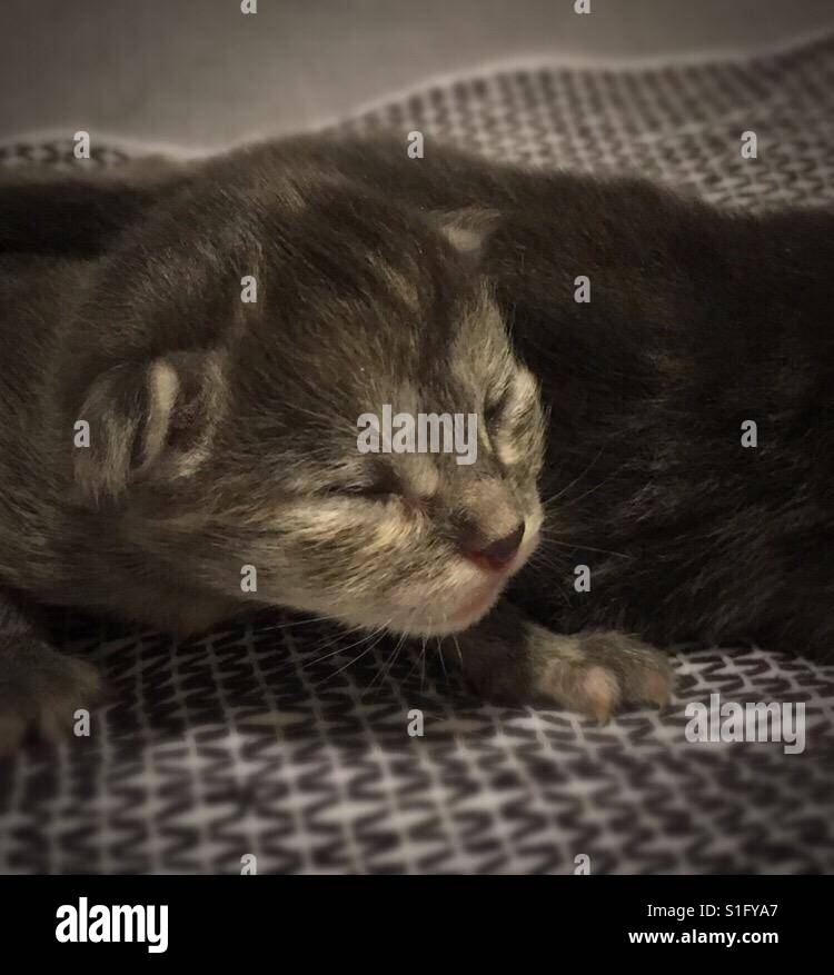 Precious one week old kitten hasn't even opened her eyes yet Stock ...