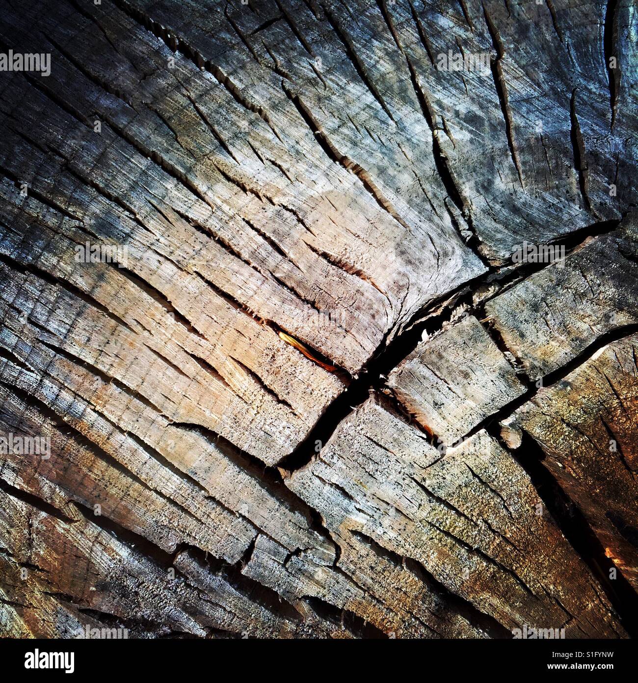 Tree end grain hi-res stock photography and images - Alamy
