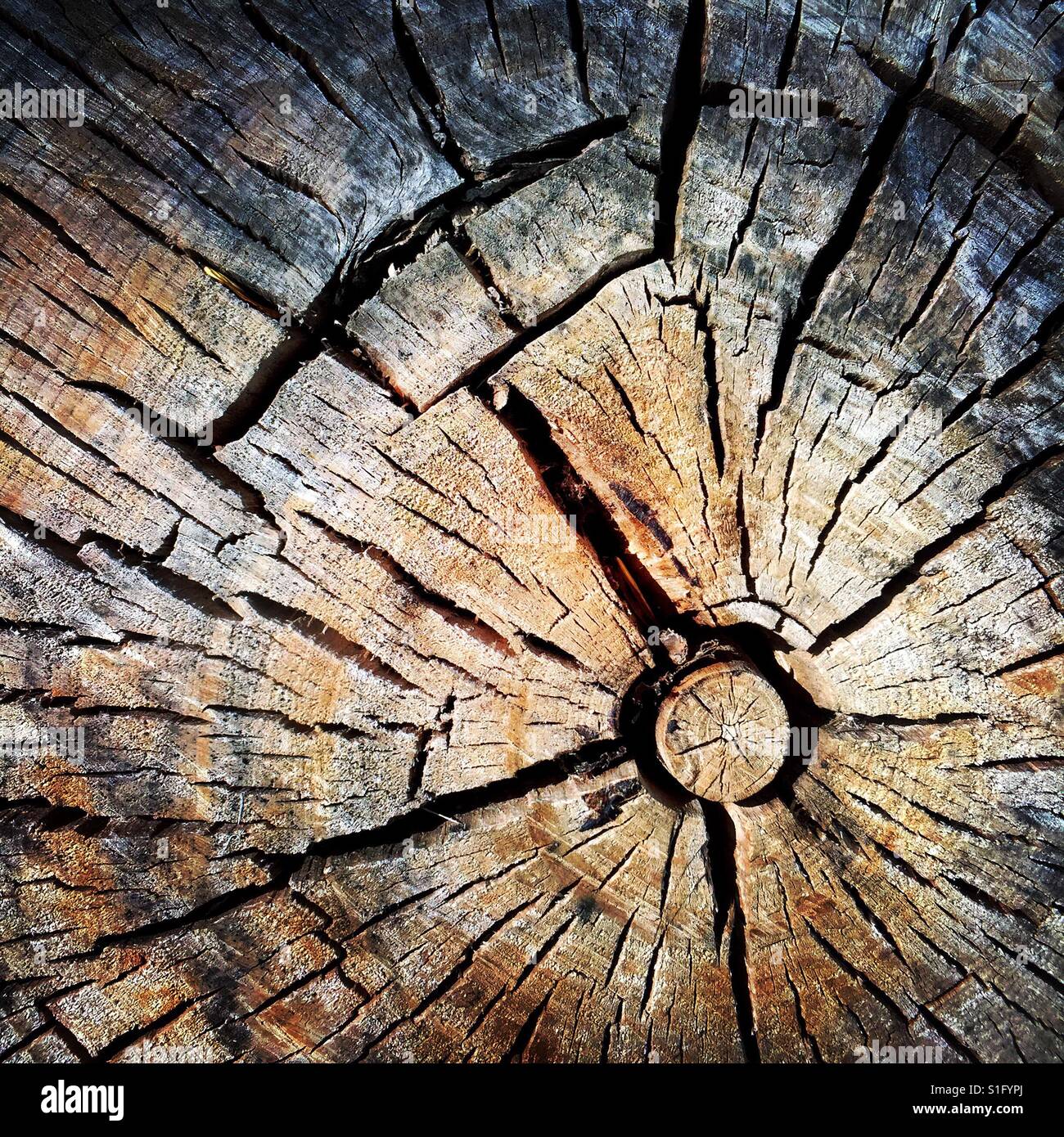 Close up of end wood grain of an old tree Stock Photo - Alamy