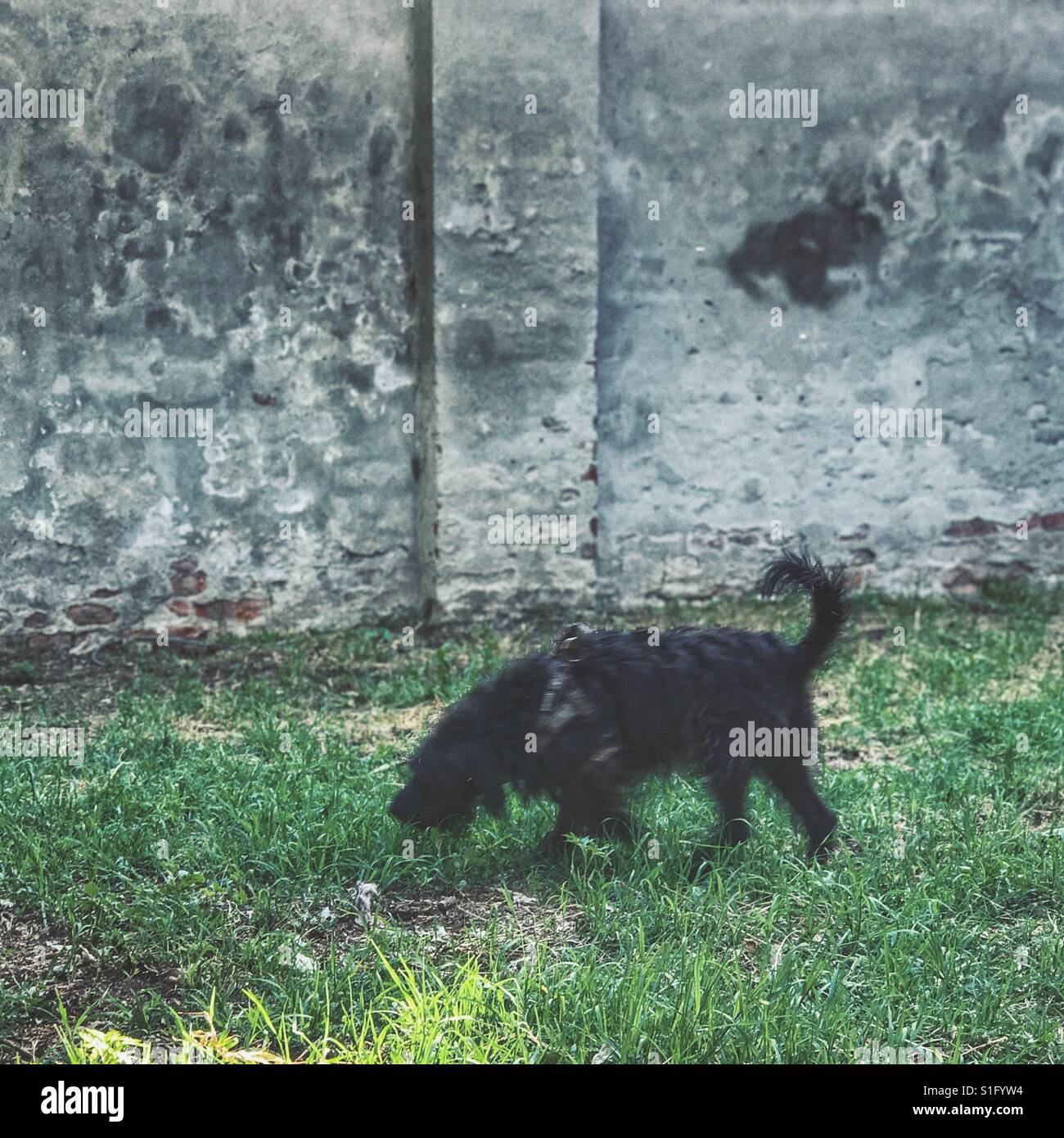 Rasta dog hi-res stock photography and images - Alamy