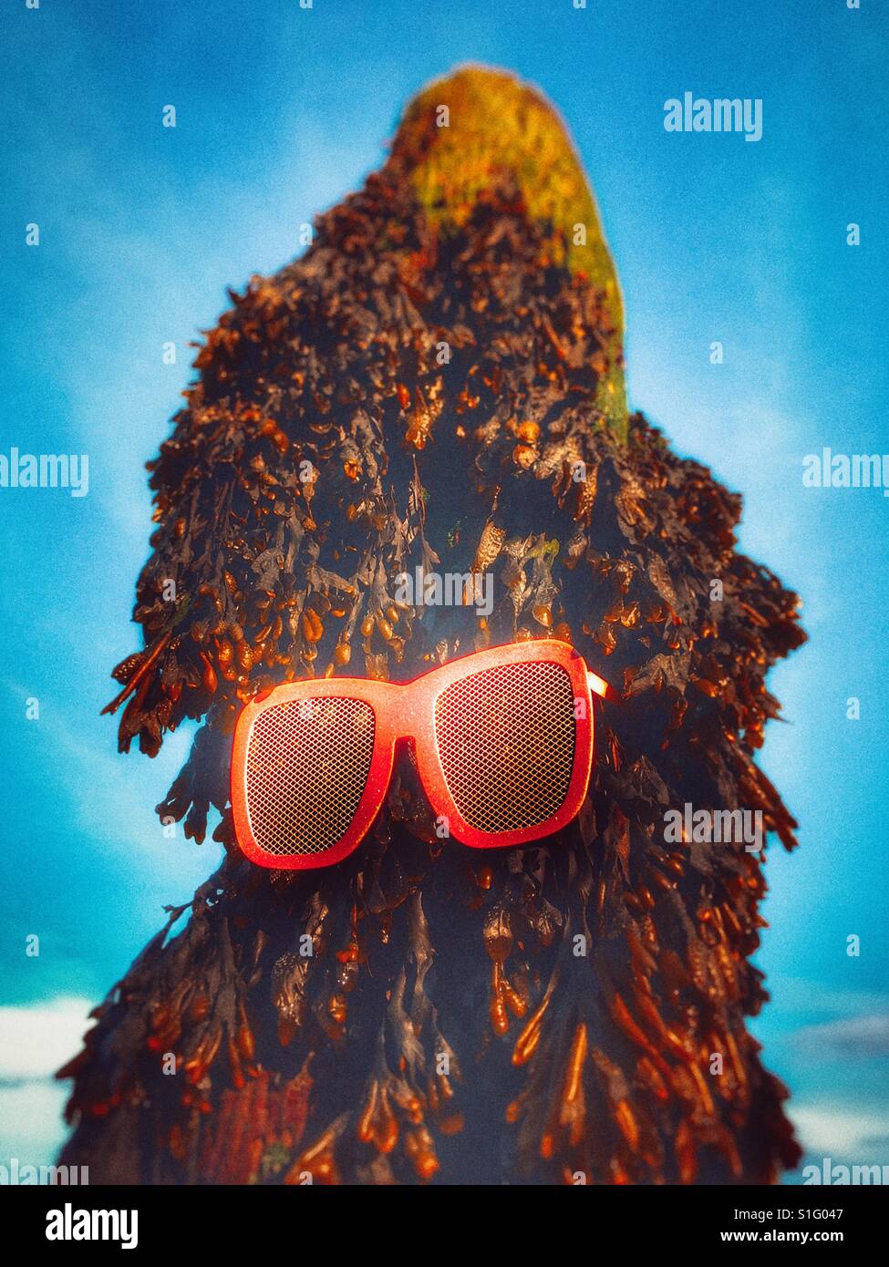 Seaweed head hi-res stock photography and images - Alamy