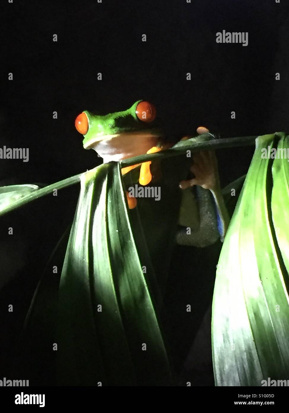 Yeux rouges hi-res stock photography and images - Alamy