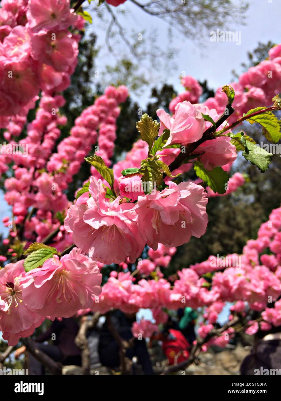 Beijing bloom hi-res stock photography and images - Alamy