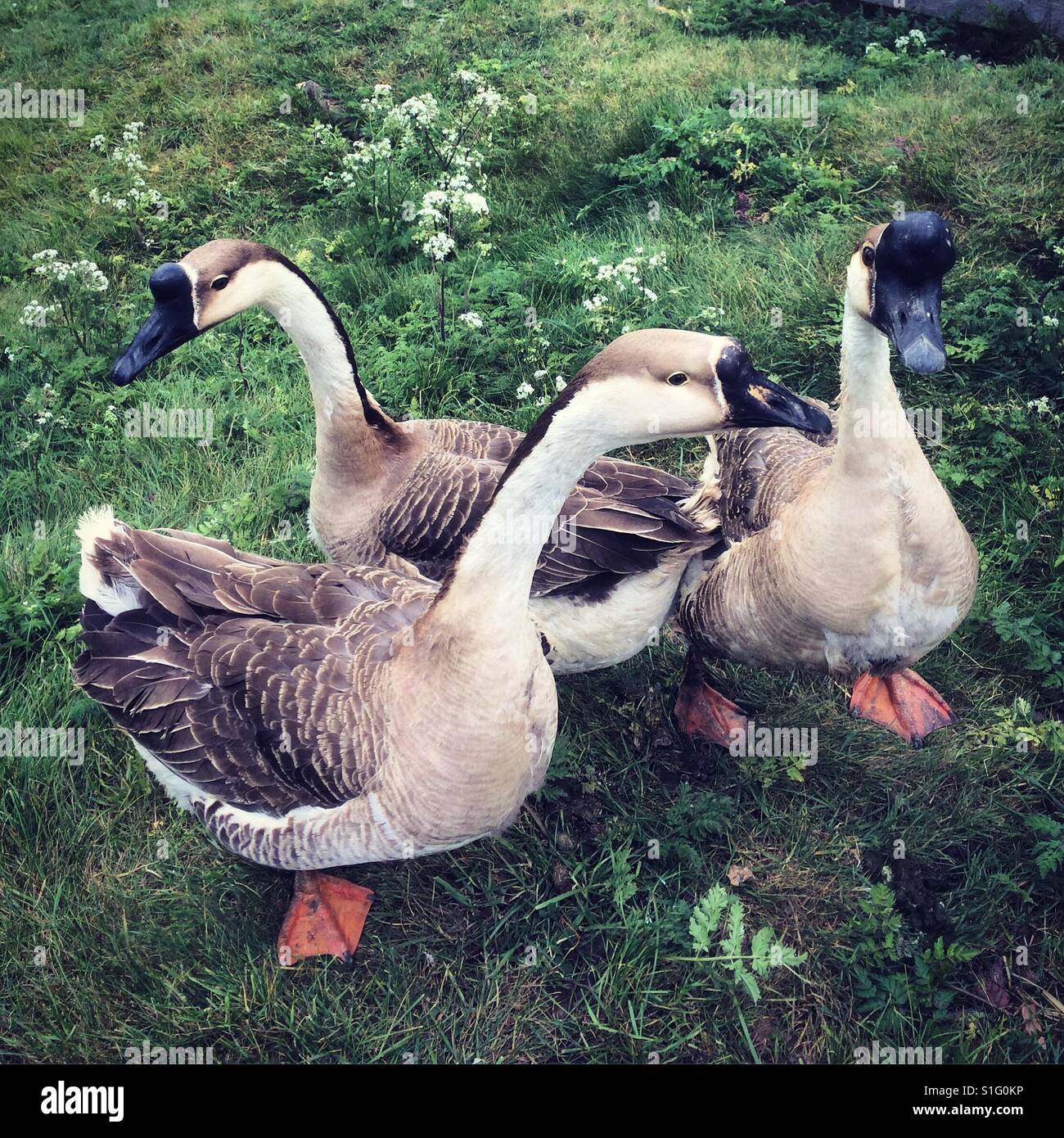 Goosey hi-res stock photography and images - Alamy