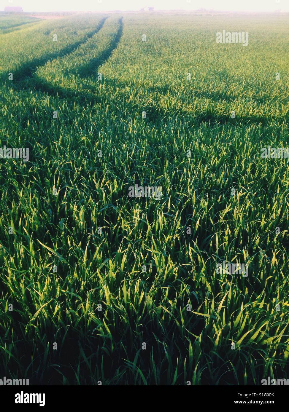 Road across fields Stock Photo - Alamy