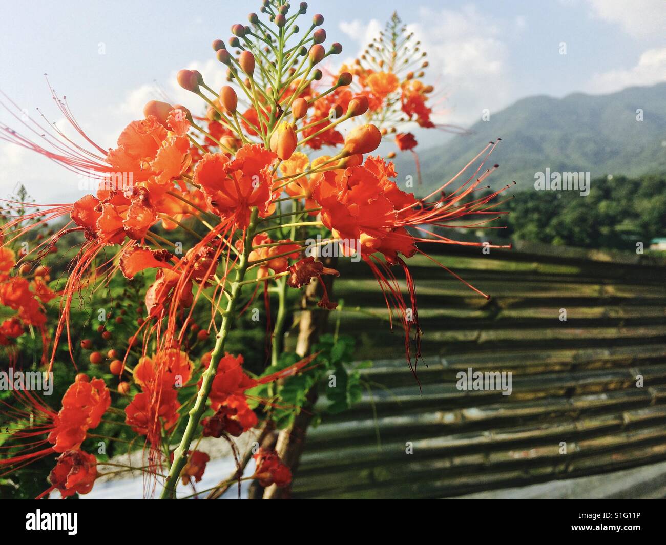 A flower facing the mountains Stock Photo - Alamy