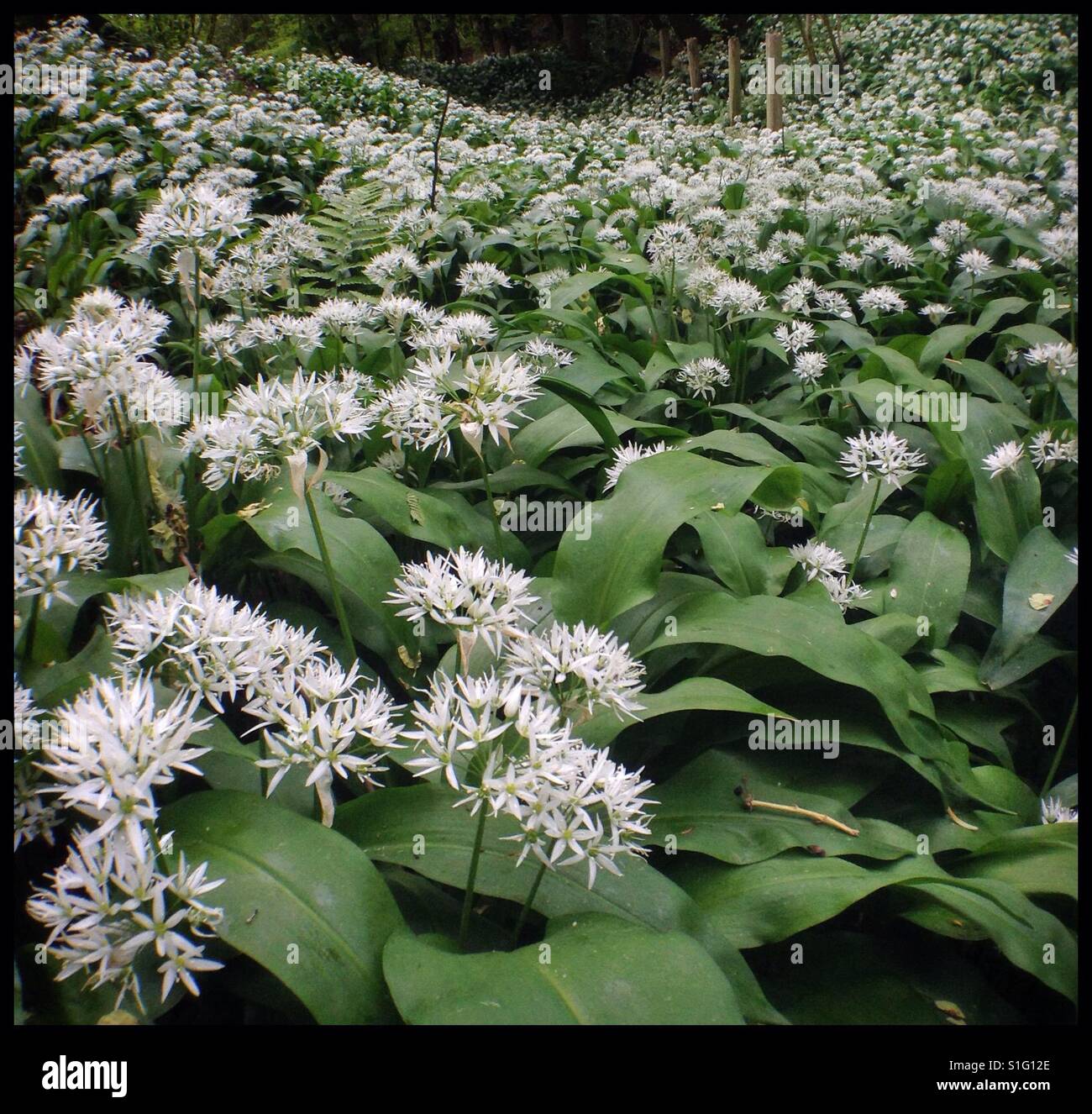Wild Garlic (Allium ursinum) in a woodland, Harrogate, UK Stock Photo ...