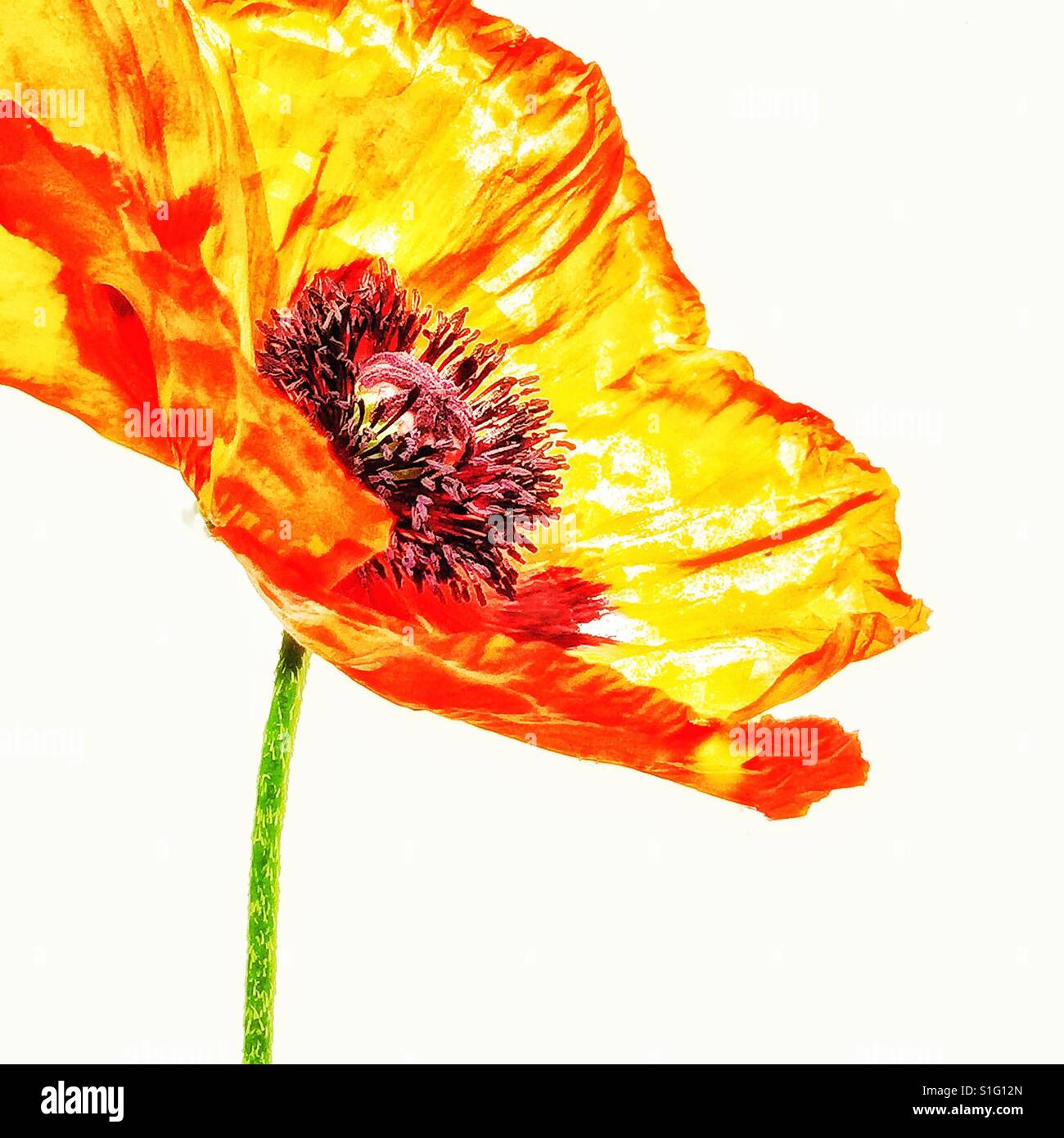 Poppy on a white background Stock Photo - Alamy