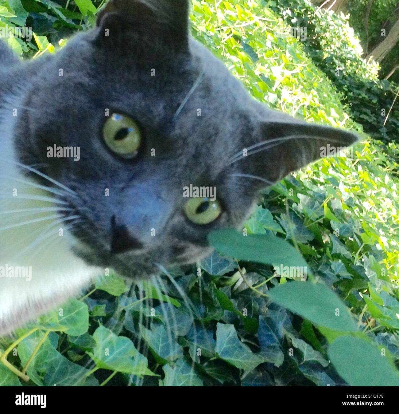 Cat on the prowl Stock Photo - Alamy