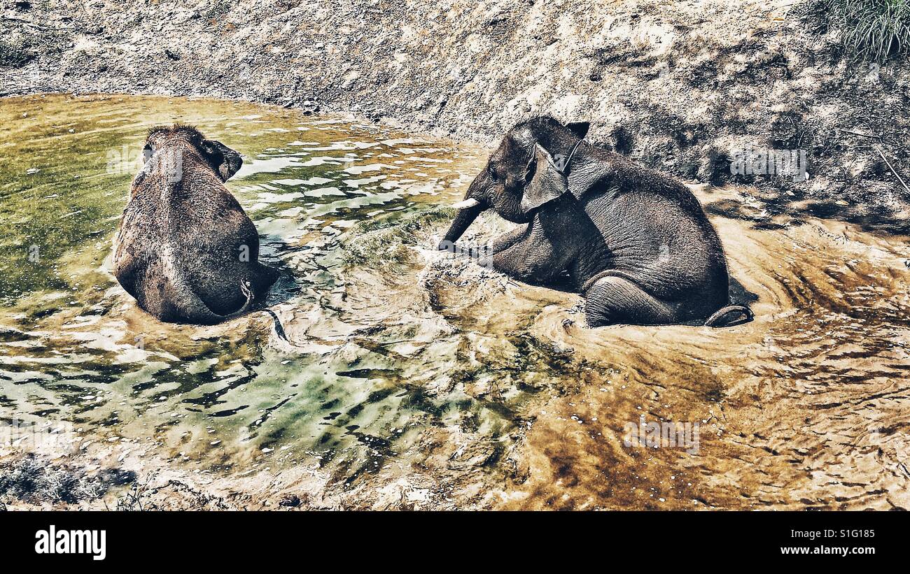 Elephant bathing in pool hi-res stock photography and images - Alamy