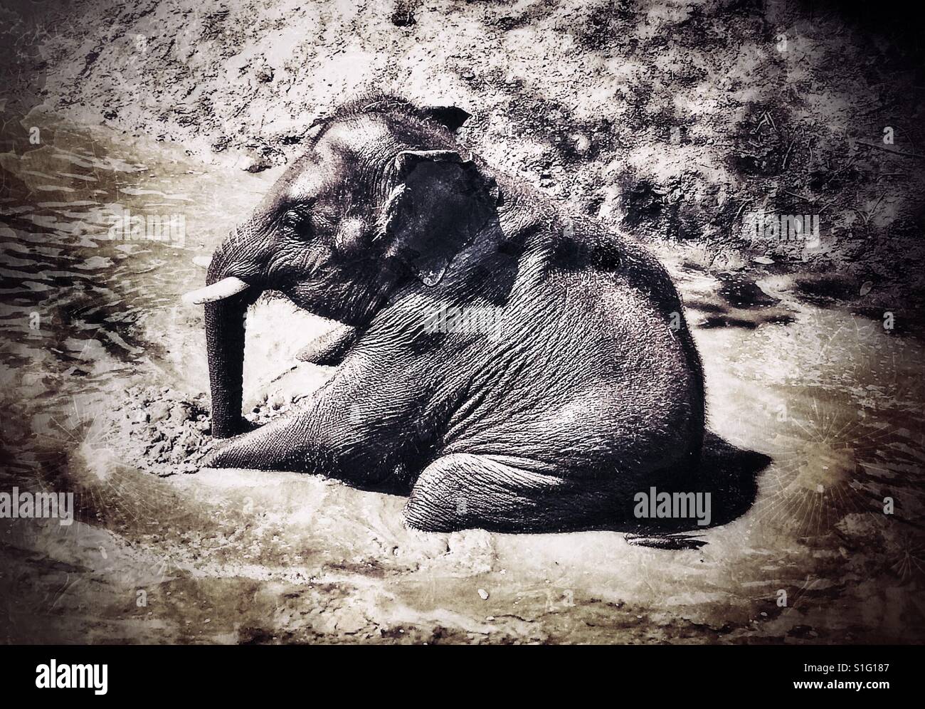 Baby Elephant In Mud Hole High Resolution Stock Photography and Images ...