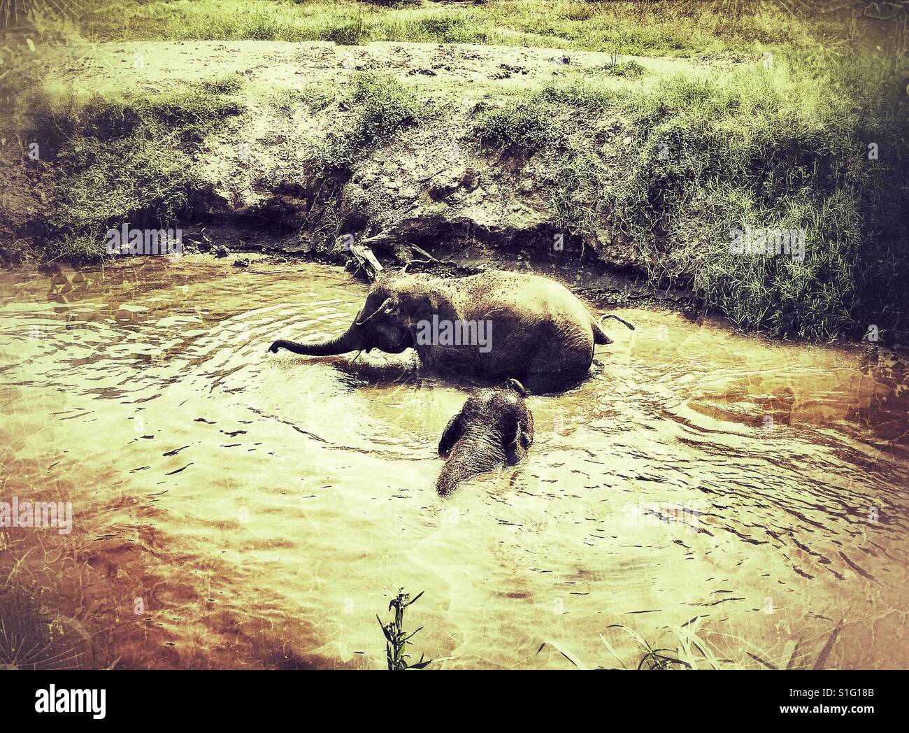 Asian elephant swimming hi-res stock photography and images - Alamy