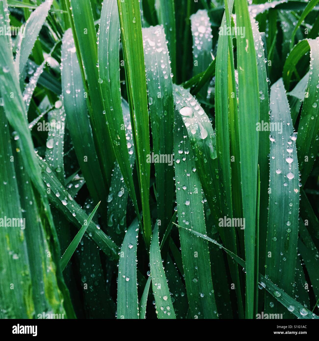 Rain on blades of grass hi-res stock photography and images - Alamy