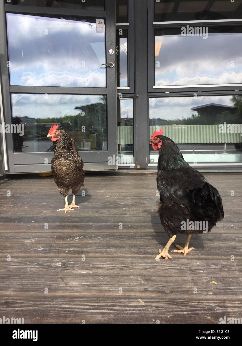 Two hen hi-res stock photography and images - Alamy