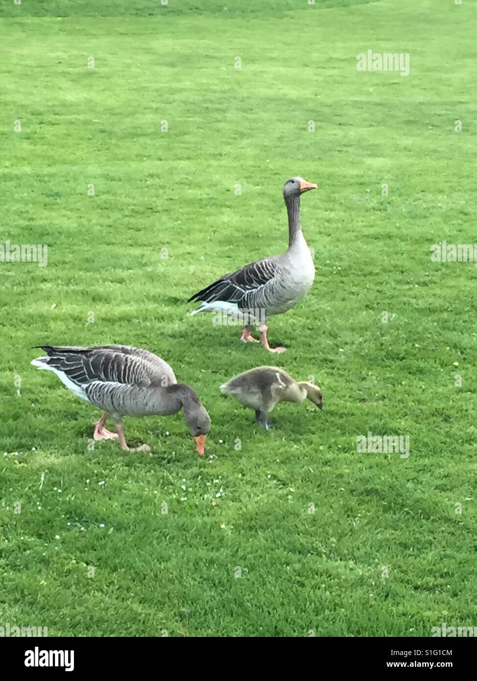 Small geese hi-res stock photography and images - Alamy