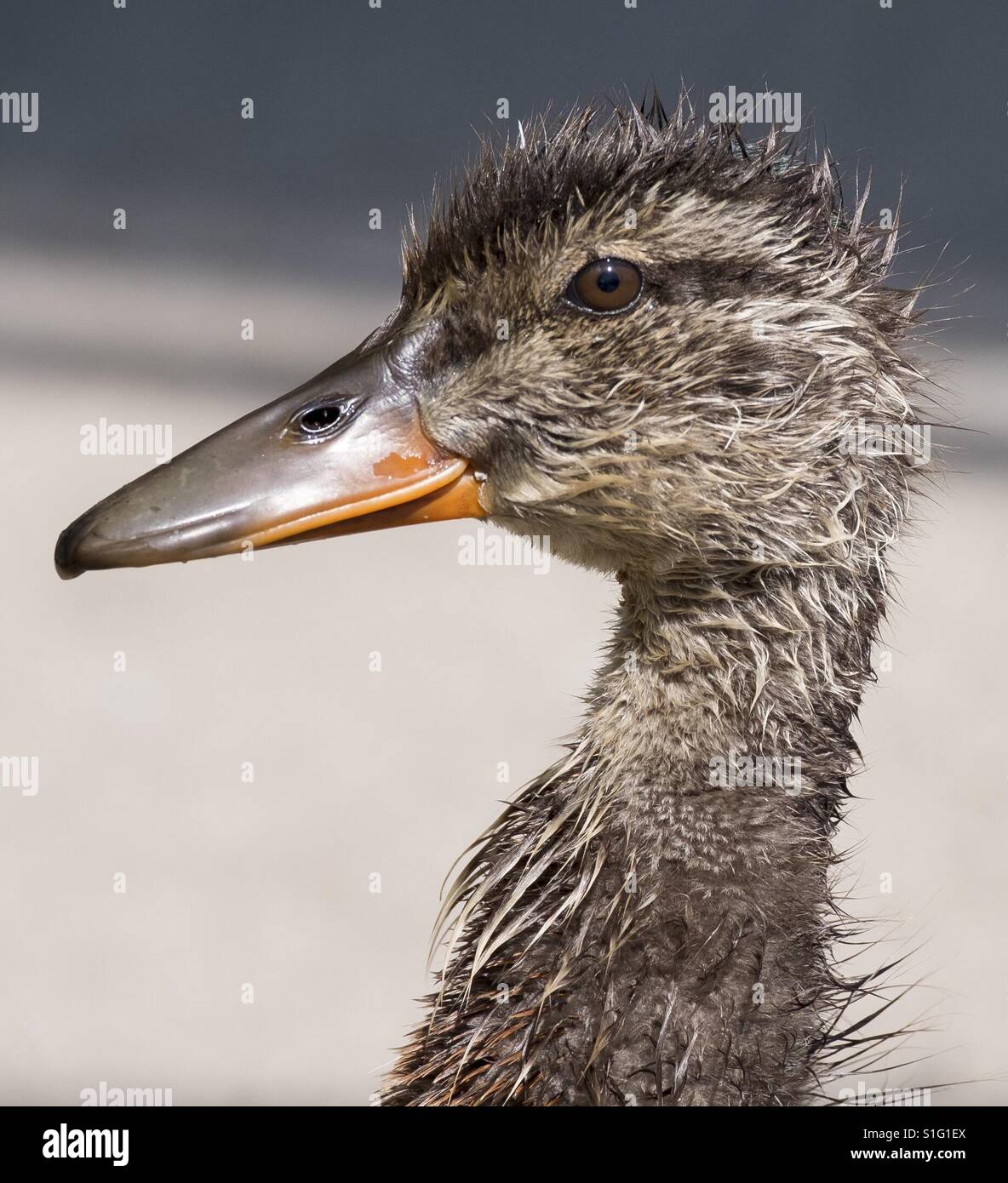 The ugly duckling hi-res stock photography and images - Alamy