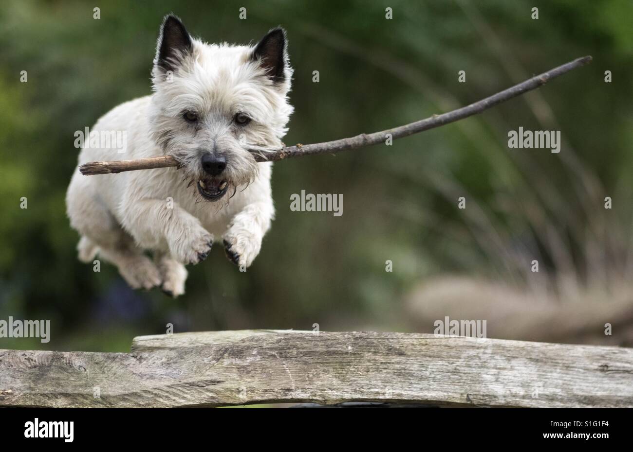 Happy paws hi-res stock photography and images - Alamy