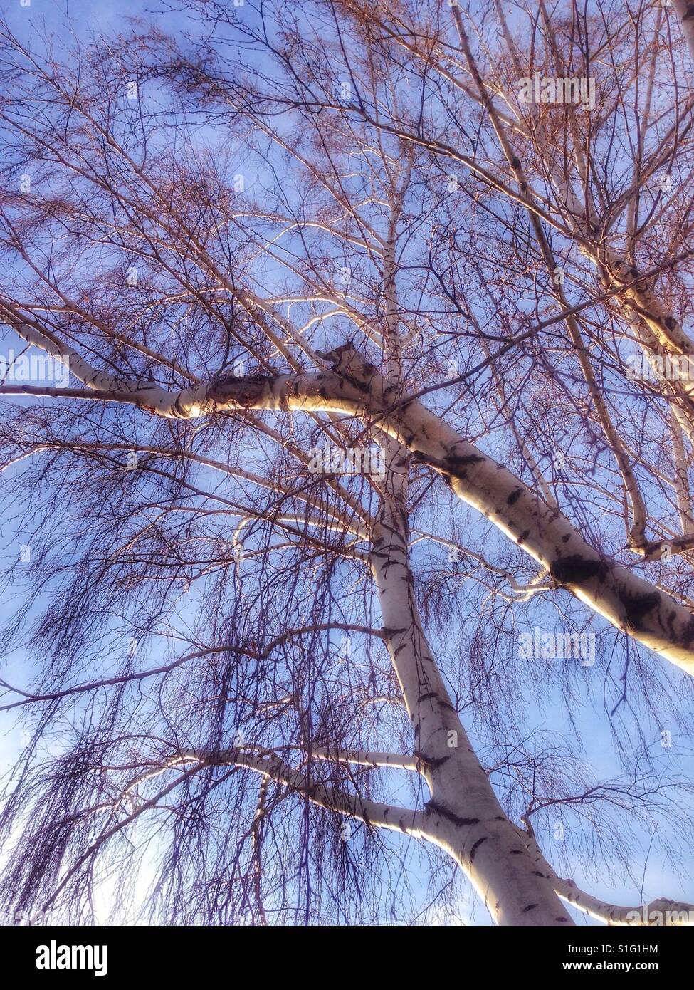 Majestic trees hi-res stock photography and images - Alamy