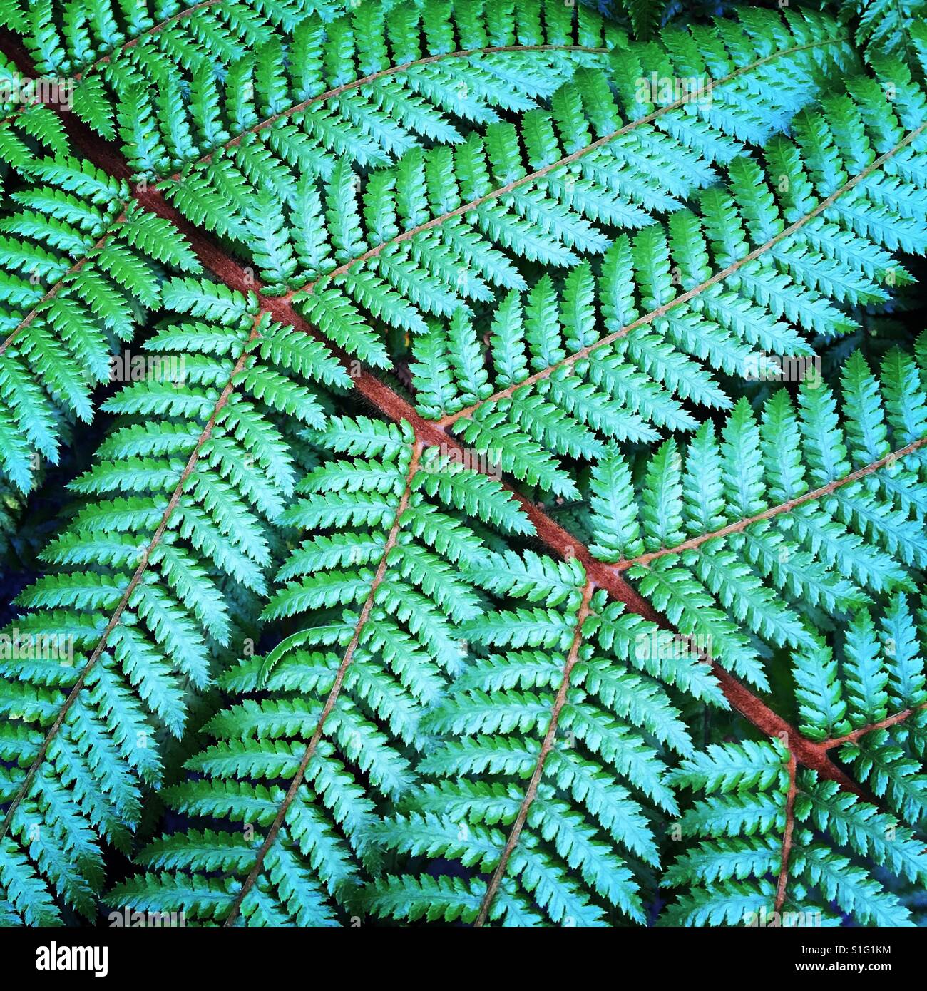 Fern plant fronds Stock Photo - Alamy