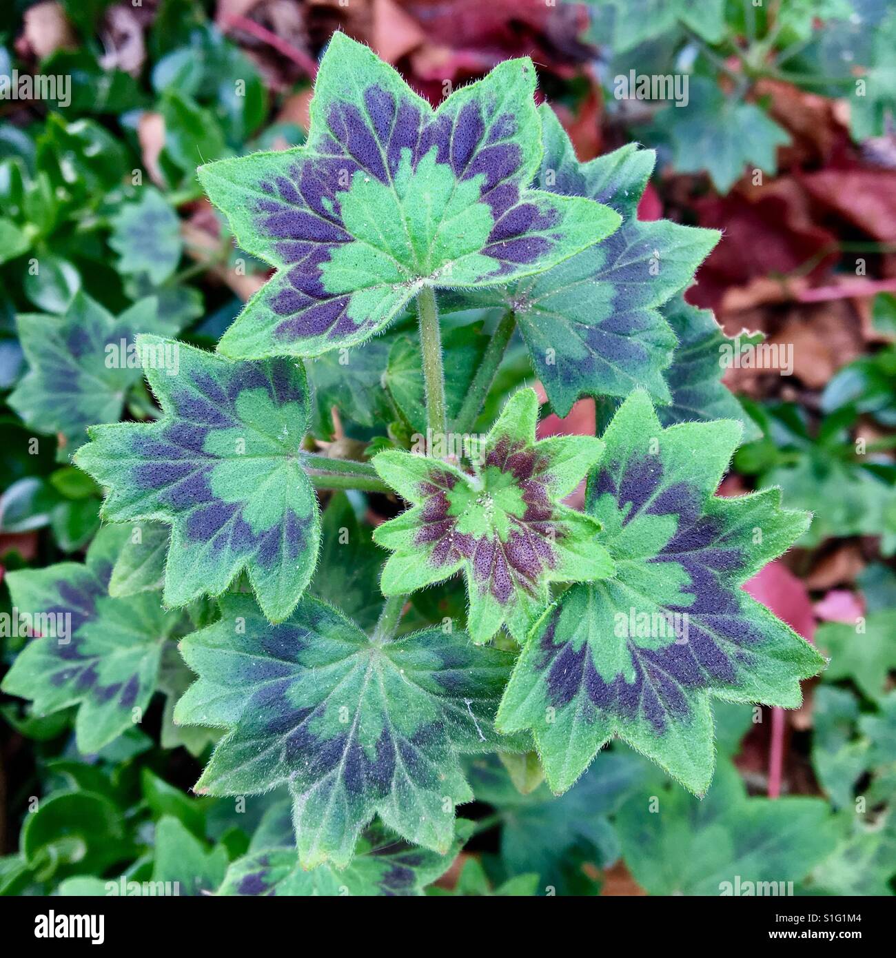 Geranium leaf hi-res stock photography and images - Alamy