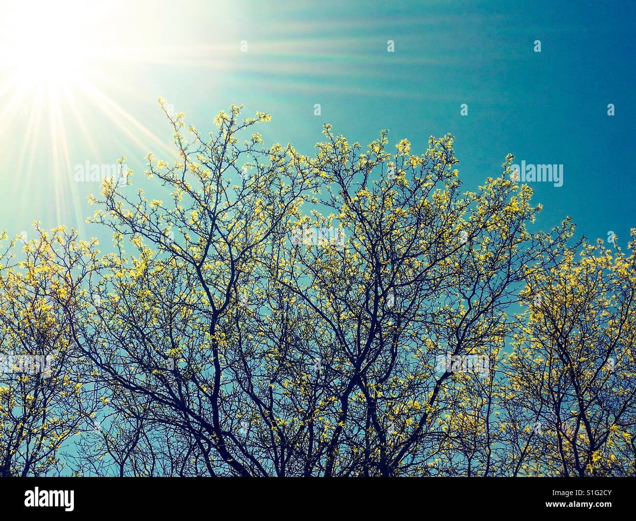 Burst into spring hi-res stock photography and images - Alamy