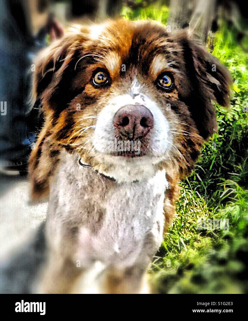 Astonished animal hi-res stock photography and images - Alamy