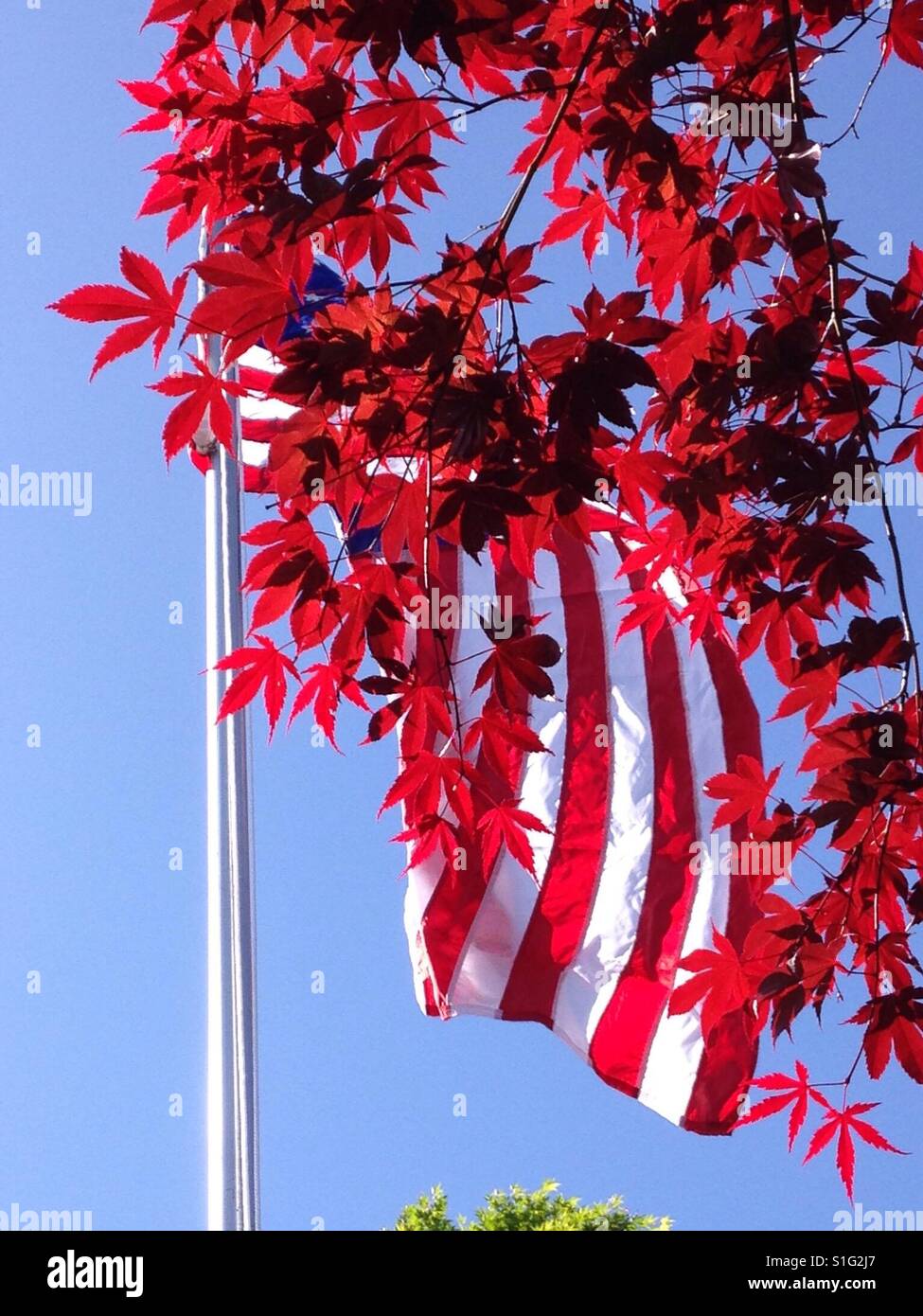American flag tree hi-res stock photography and images - Alamy