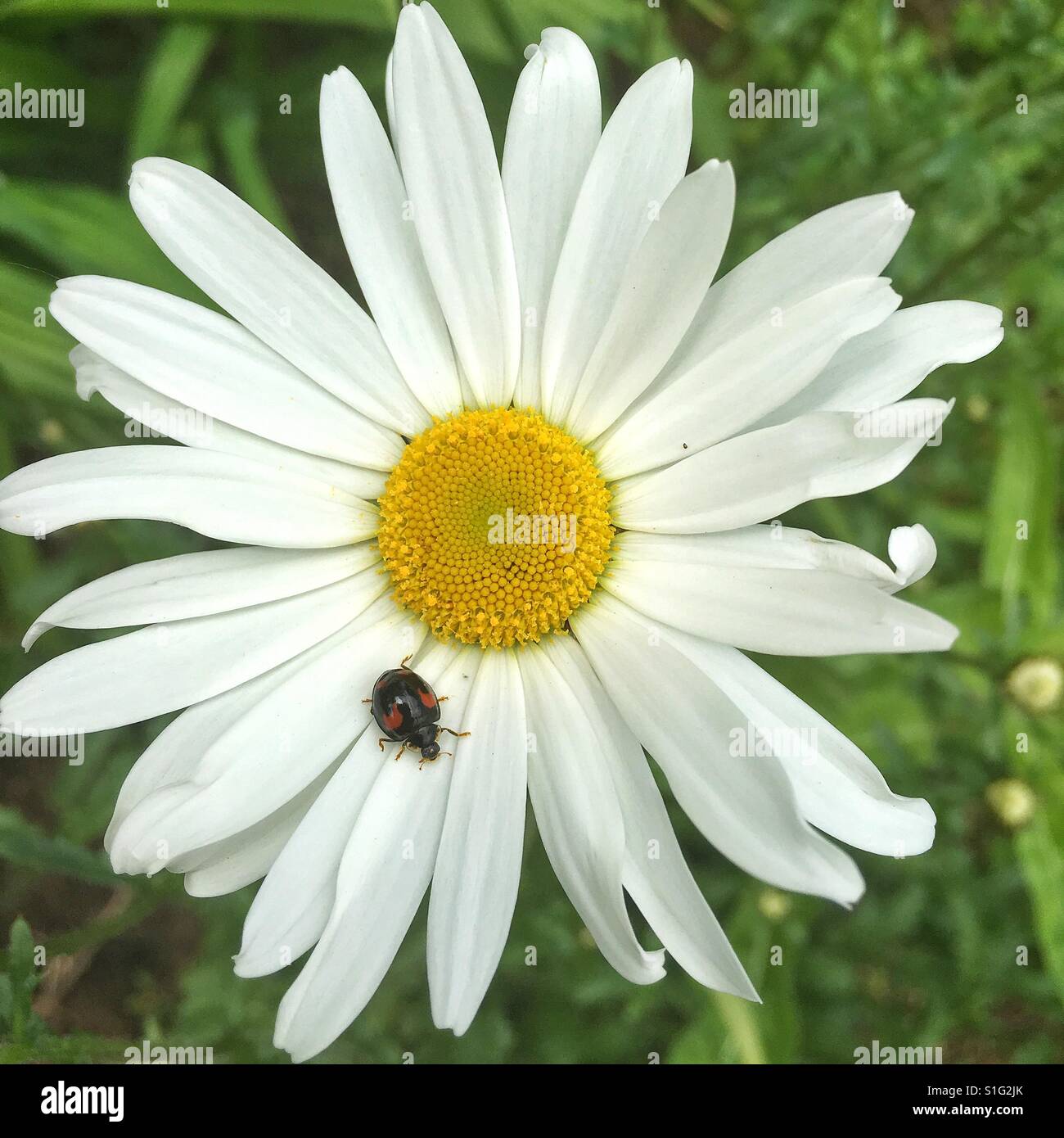 Lady Daisy High Resolution Stock Photography and Images - Alamy