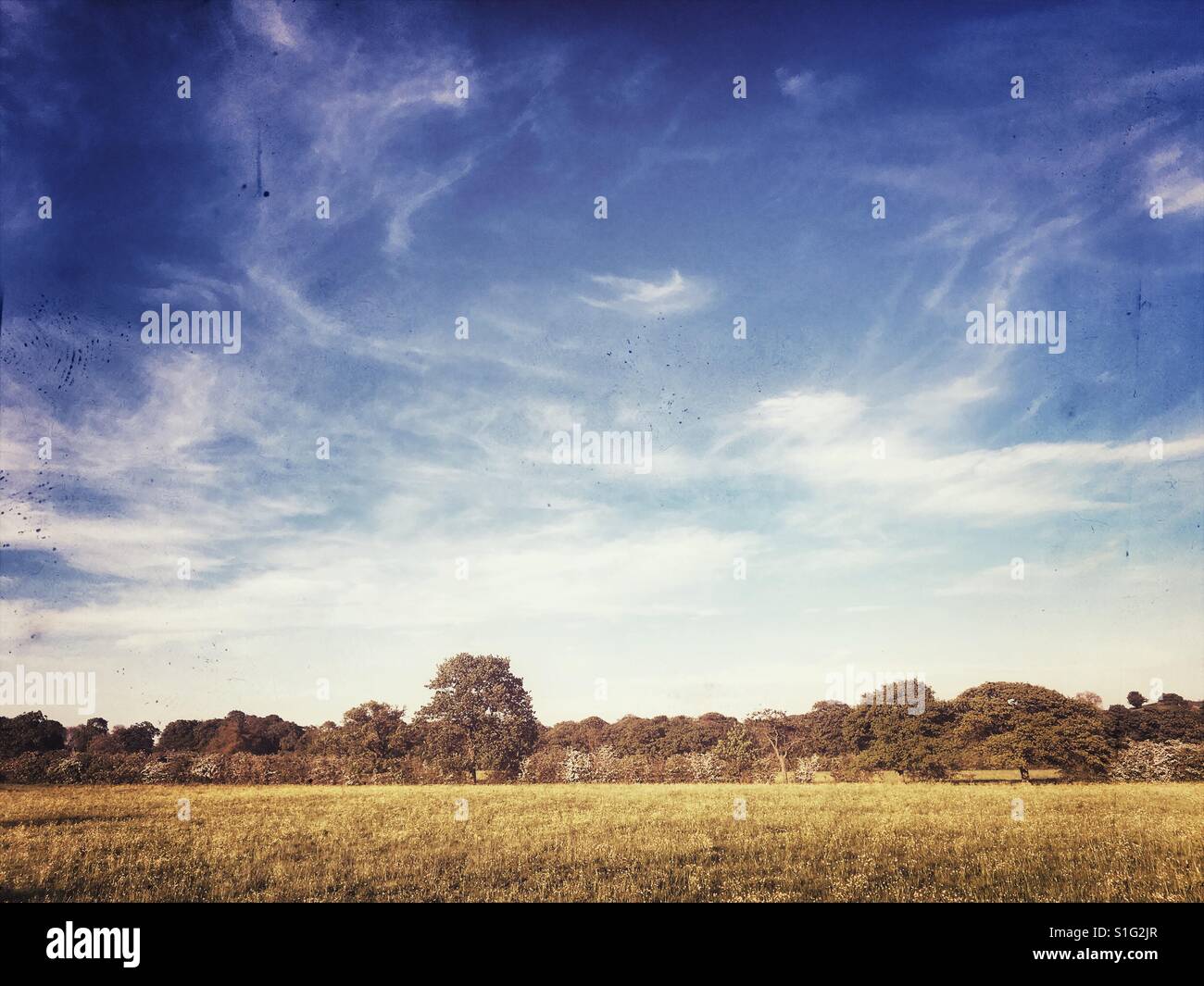 Wispy trees hi-res stock photography and images - Alamy